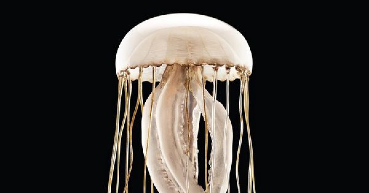 Meduza