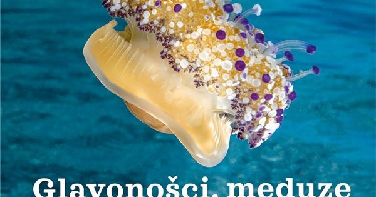 Glavonošci, meduze i bodljikaši